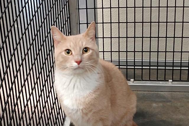 Adopt a Cat - Meet The Cats - SAFE Haven for Cats