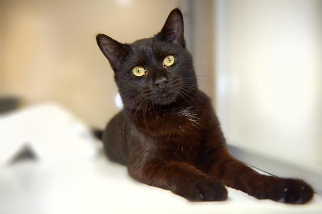 Adopt a Cat - Meet The Cats - SAFE Haven for Cats
