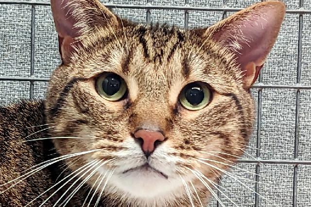 Adopt a Cat - Recently Adopted Cats - SAFE Haven for Cats