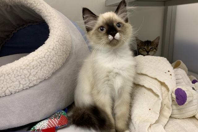 Adopt a Cat - Recently Adopted Cats - SAFE Haven for Cats