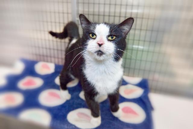 Adopt a Cat - Cats Coming Soon - SAFE Haven for Cats