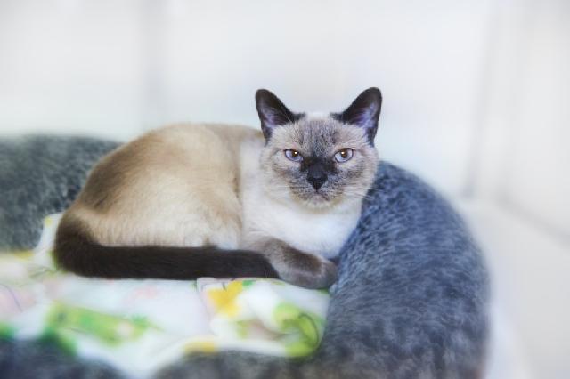 Adopt a Cat - Meet The Cats - SAFE Haven for Cats