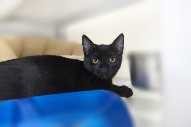 Adopt a Cat - Cats Coming Soon - SAFE Haven for Cats