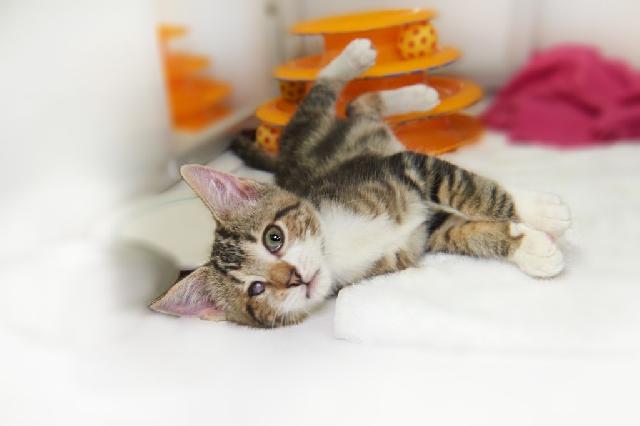 Adopt a Cat - Recently Adopted Cats - SAFE Haven for Cats