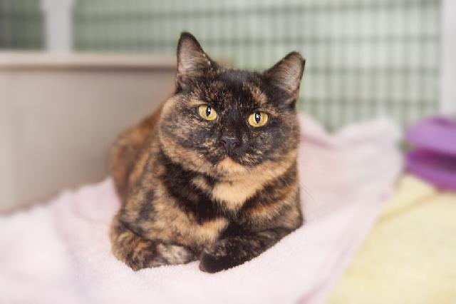 Adopt a Cat - Recently Adopted Cats - SAFE Haven for Cats