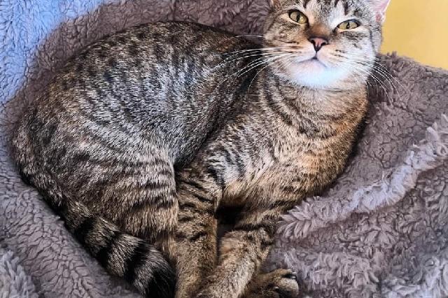 Adopt a Cat – Meet The Cats | SAFE Haven for Cats