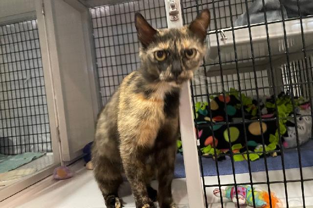 Adopt a Cat - Meet The Cats - SAFE Haven for Cats