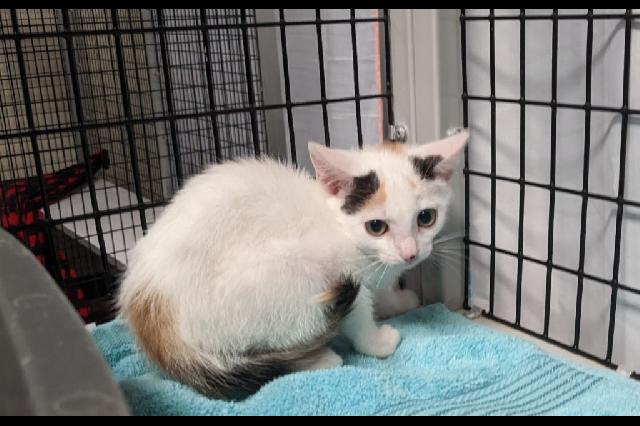 Adopt a Cat - Recently Adopted Cats - SAFE Haven for Cats