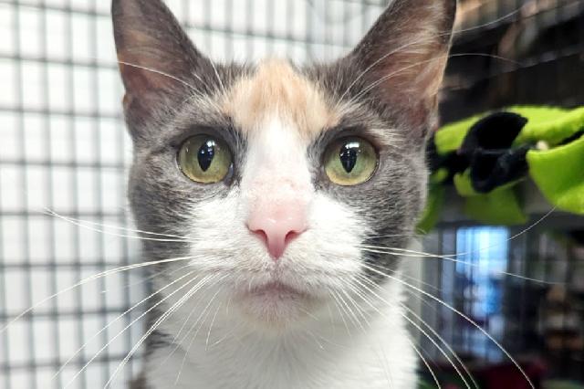 Adopt a Cat - Meet The Cats - SAFE Haven for Cats