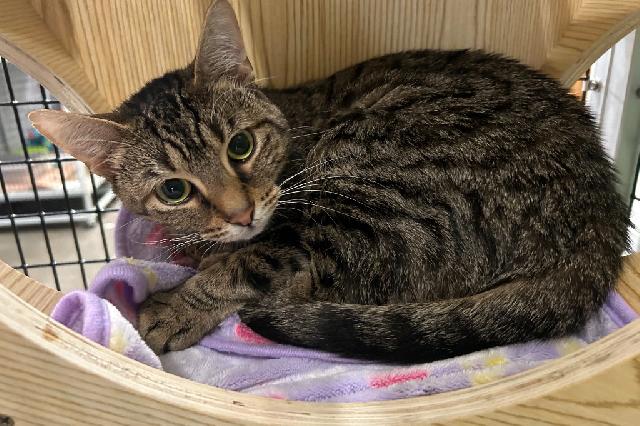 Adopt a Cat - Meet The Cats - SAFE Haven for Cats