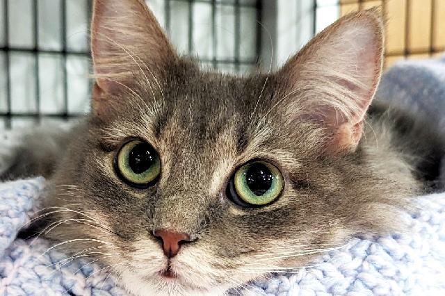 Adopt a Cat - Recently Adopted Cats - SAFE Haven for Cats