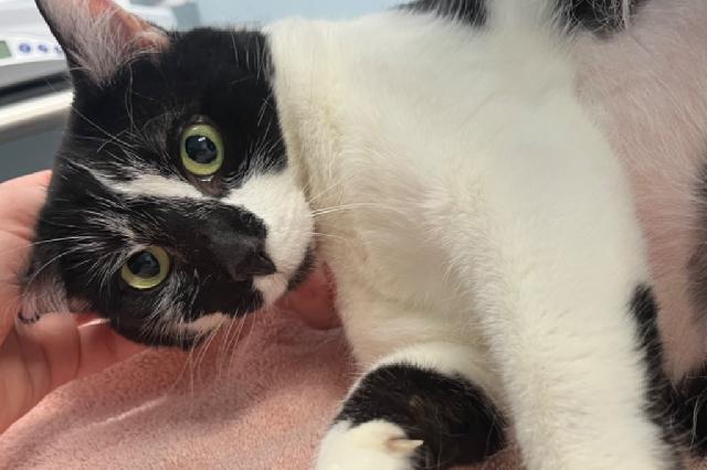 Adopt a Cat - Meet The Cats - SAFE Haven for Cats