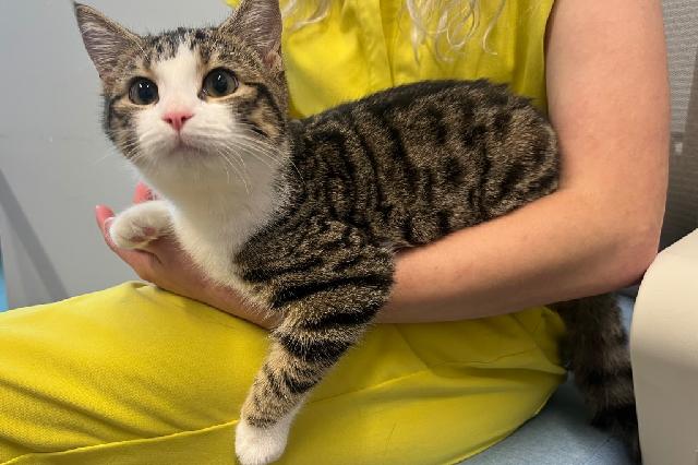 Home - SAFE Haven for Cats