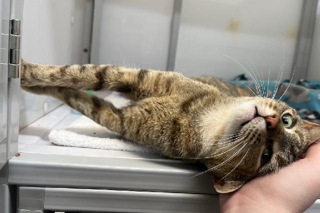 Adopt a Cat - Recently Adopted Cats - SAFE Haven for Cats