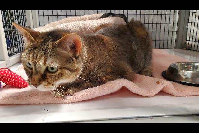 Adopt a Cat - Meet The Cats - SAFE Haven for Cats