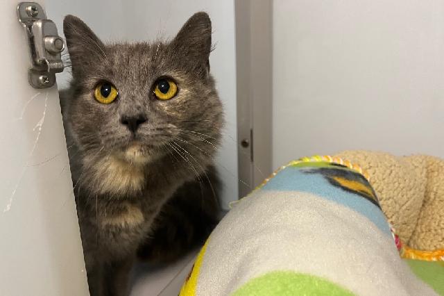 Home - SAFE Haven for Cats