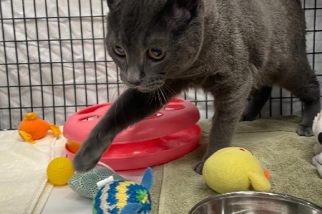 Adopt a Cat - Recently Adopted Cats - SAFE Haven for Cats