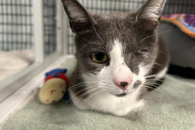 Adopt a Cat - Meet The Cats - SAFE Haven for Cats
