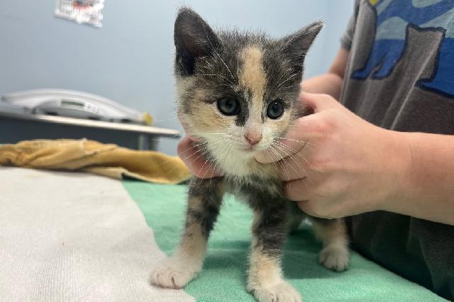 Adopt a Cat - Recently Adopted Cats - SAFE Haven for Cats