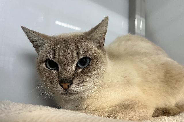Adopt a Cat - Recently Adopted Cats - SAFE Haven for Cats