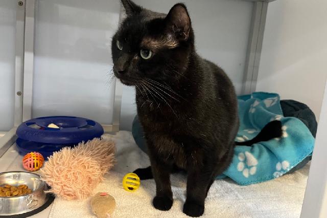 Adopt a Cat - Recently Adopted Cats - SAFE Haven for Cats