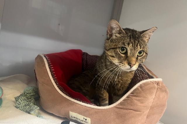 Adopt a Cat - Recently Adopted Cats - SAFE Haven for Cats