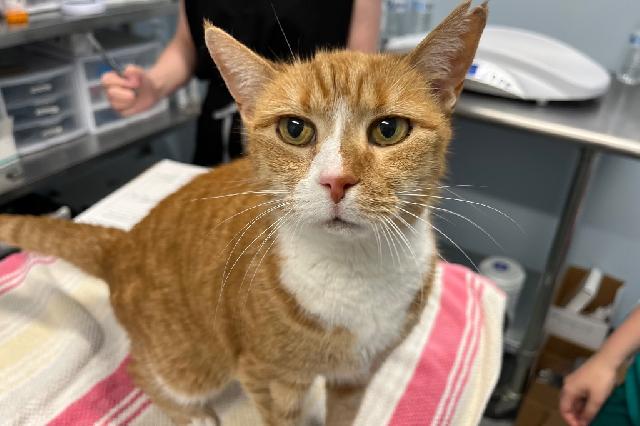 Adopt a Cat - Meet The Cats - SAFE Haven for Cats