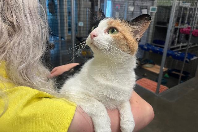 Adopt a Cat - Meet The Cats - SAFE Haven for Cats