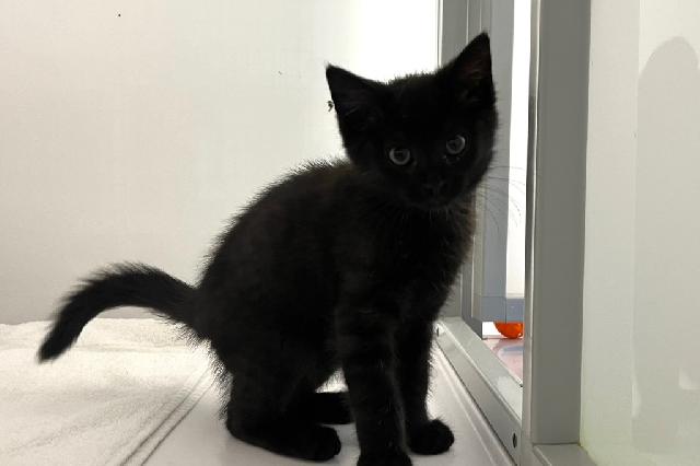 Adopt a Cat - Recently Adopted Cats - SAFE Haven for Cats