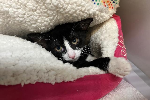 Adopt a Cat - Meet The Cats - SAFE Haven for Cats