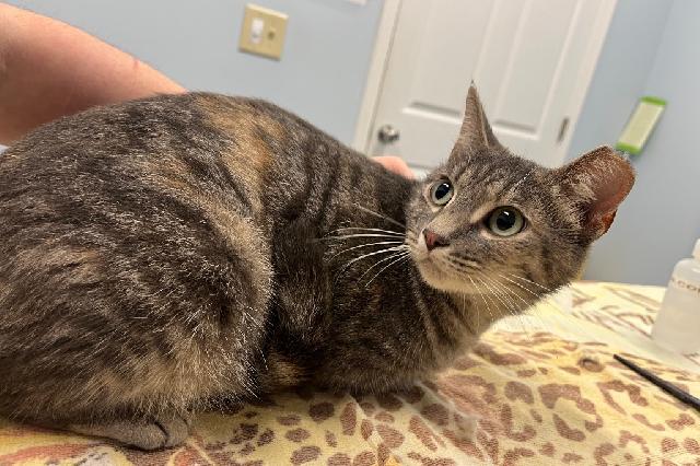 Adopt a Cat - Meet The Cats - SAFE Haven for Cats