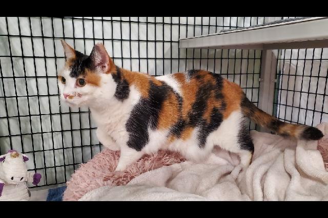 Adopt a Cat - Meet The Cats - SAFE Haven for Cats