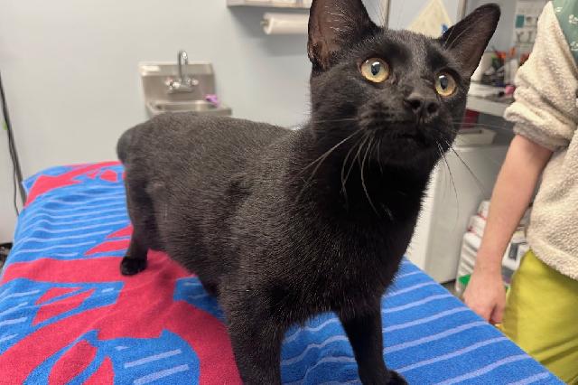 Home - SAFE Haven for Cats