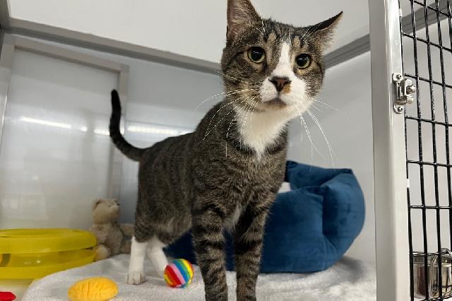 Home - SAFE Haven for Cats