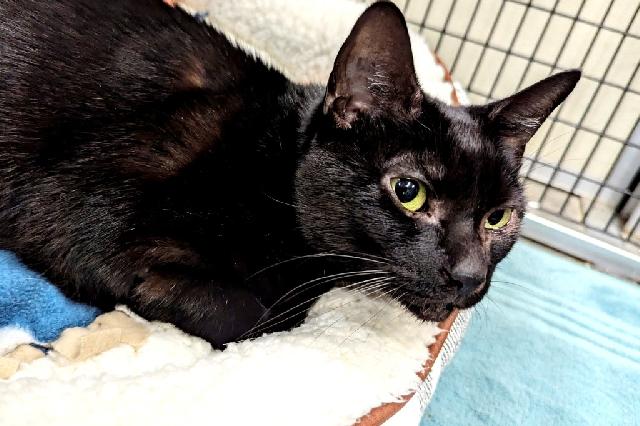 Adopt a Cat - Recently Adopted Cats - SAFE Haven for Cats