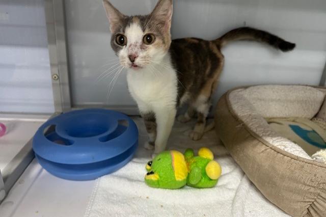 3 Ways to Help Hurricane Helene Relief - SAFE Haven for Cats