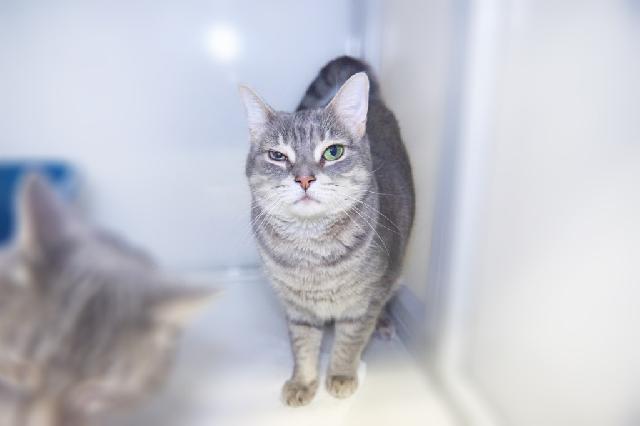 Adopt a Cat - Meet The Cats - SAFE Haven for Cats